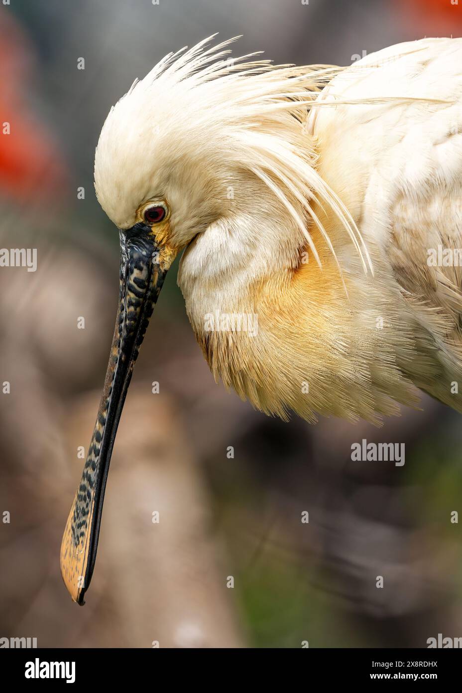 The Eurasian Spoonbill, with its distinctive spoon-shaped bill, feeds ...