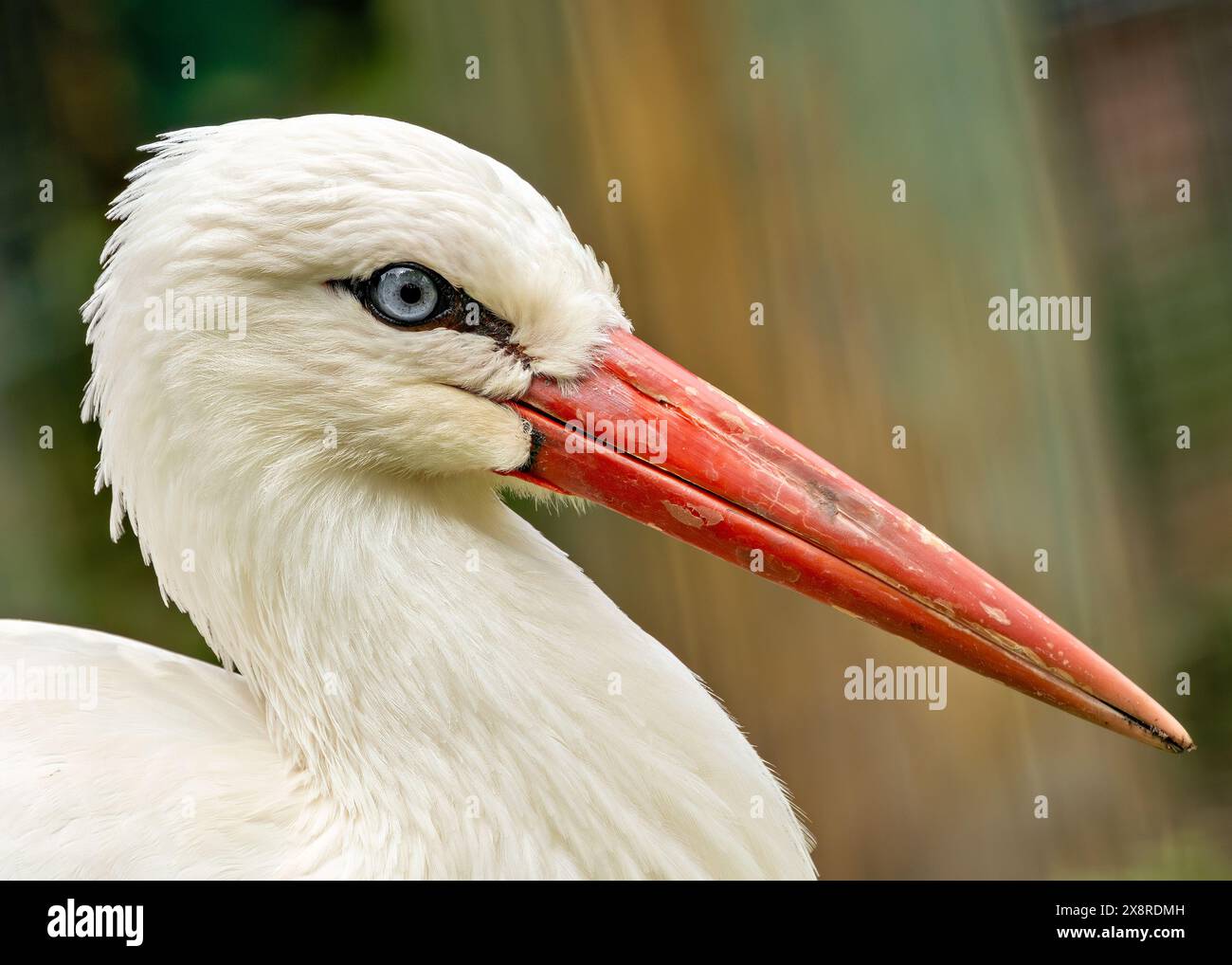 The White Stork, known for its long legs and beak, feeds on insects and ...