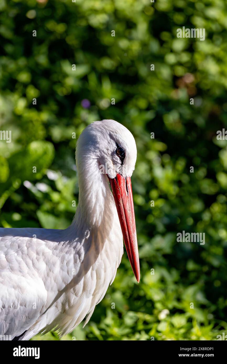 The White Stork, known for its long legs and beak, feeds on insects and ...