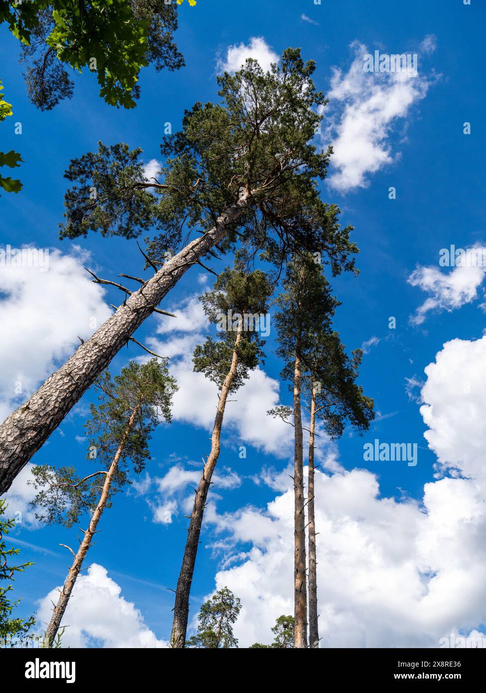 Pine trees (Pinus) near Brunnthal south of Munich in Germany Stock ...