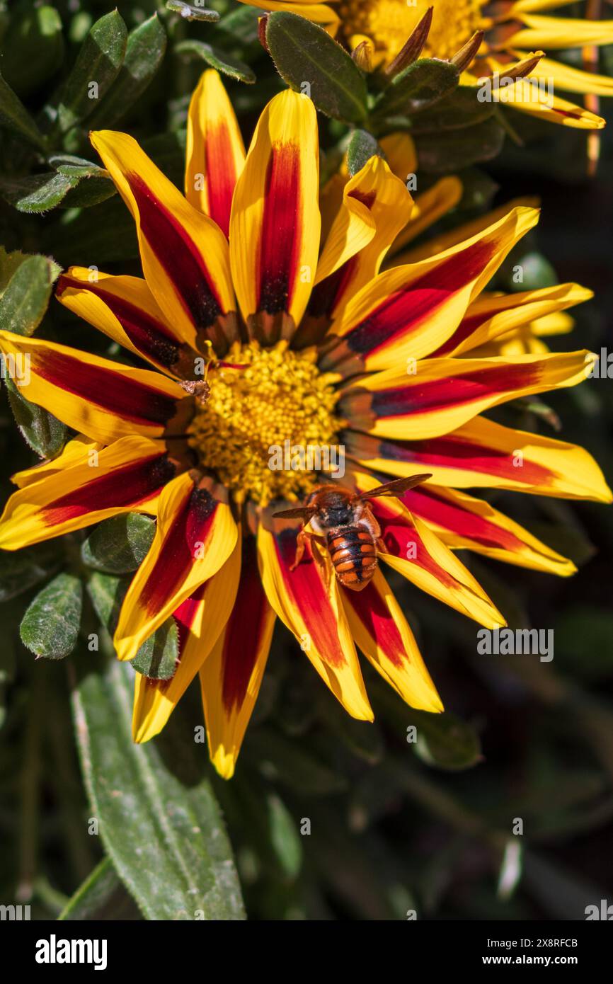 Rhodanthidium sticticum, Spotted Red-Resin Bee Stock Photo - Alamy