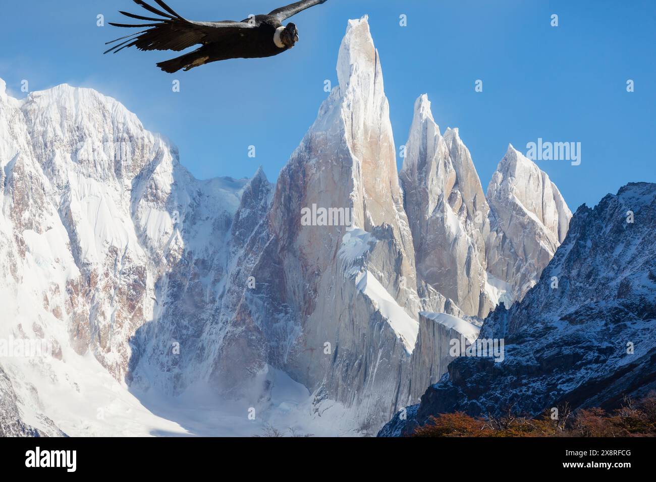 Andean Condor flying over Cerro Torre peak, Patagonia, Argentina Stock ...