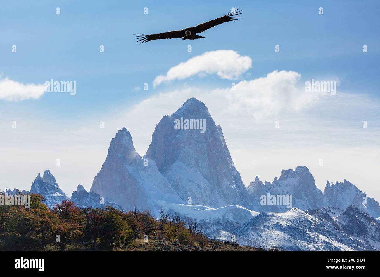 Andean Condor flying over Cerro Torre peak, Patagonia, Argentina Stock ...