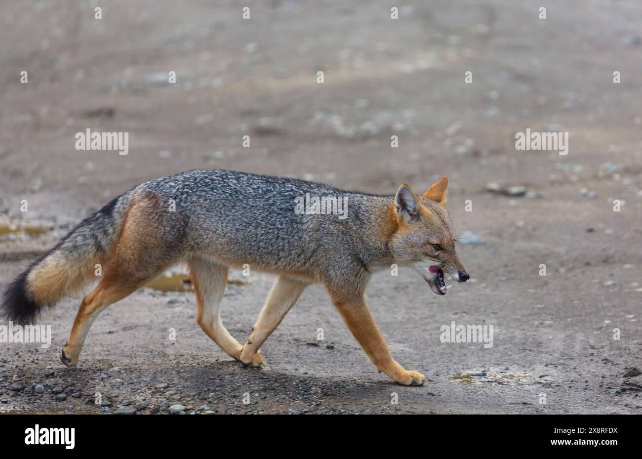 South American gray fox (Lycalopex griseus), Patagonian fox, in Patagonia mountains Stock Photo ...