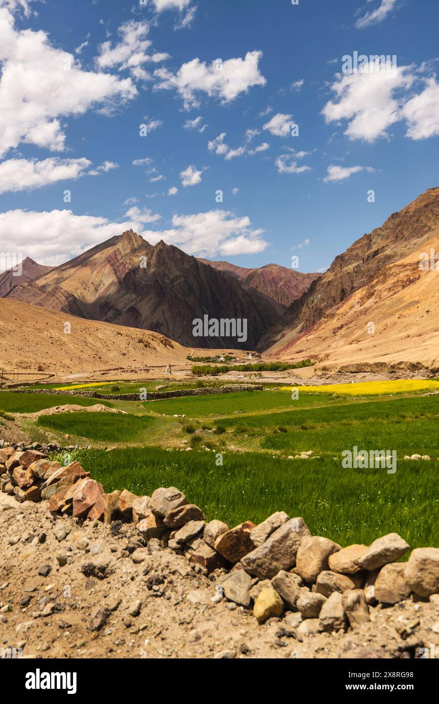 Fields of barley, protected by a stone wall, being grown by the ...