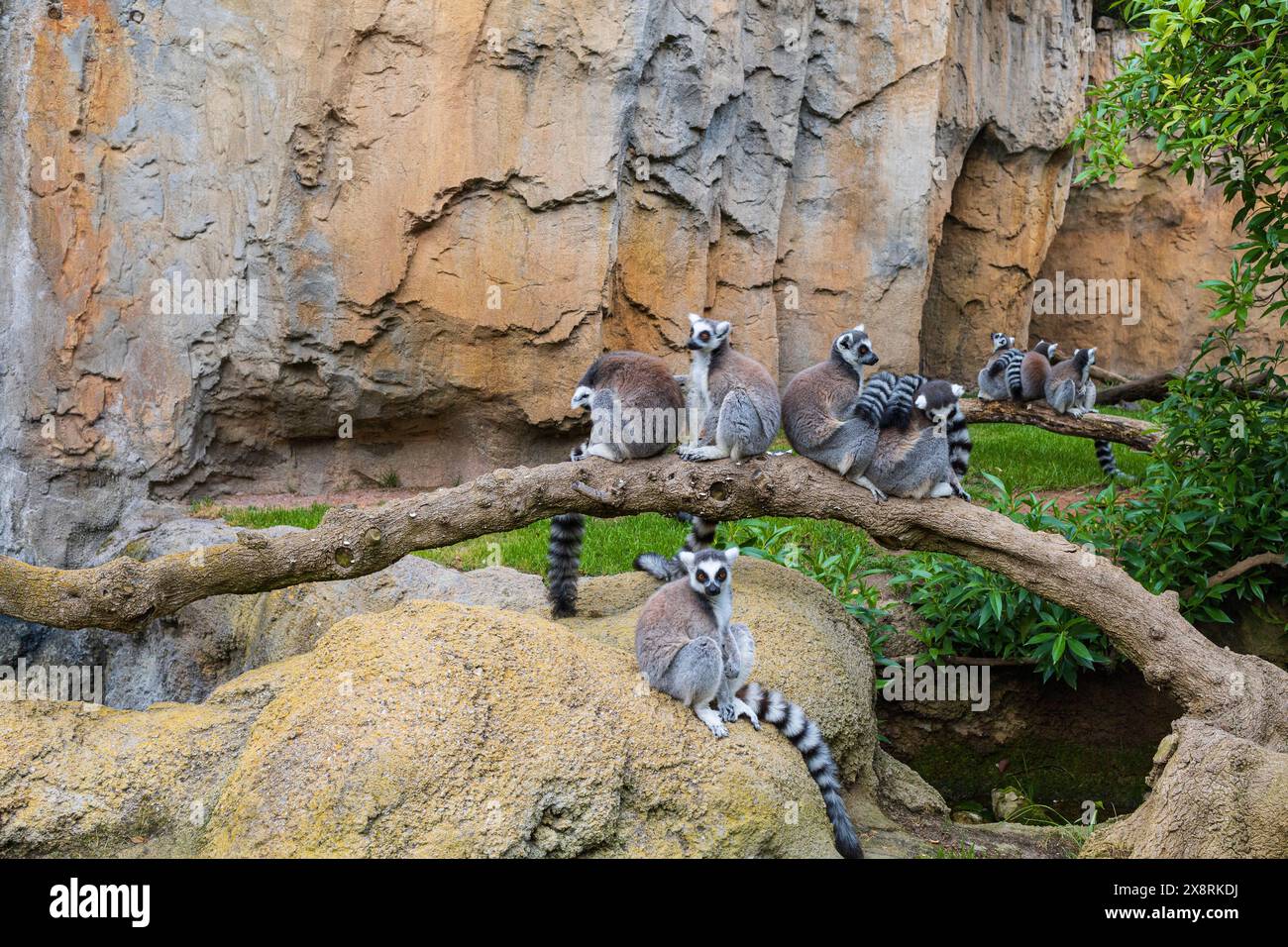 Ring-tailed Madagascar lemurs in zoo park Bioparc in Valencia, Spain ...