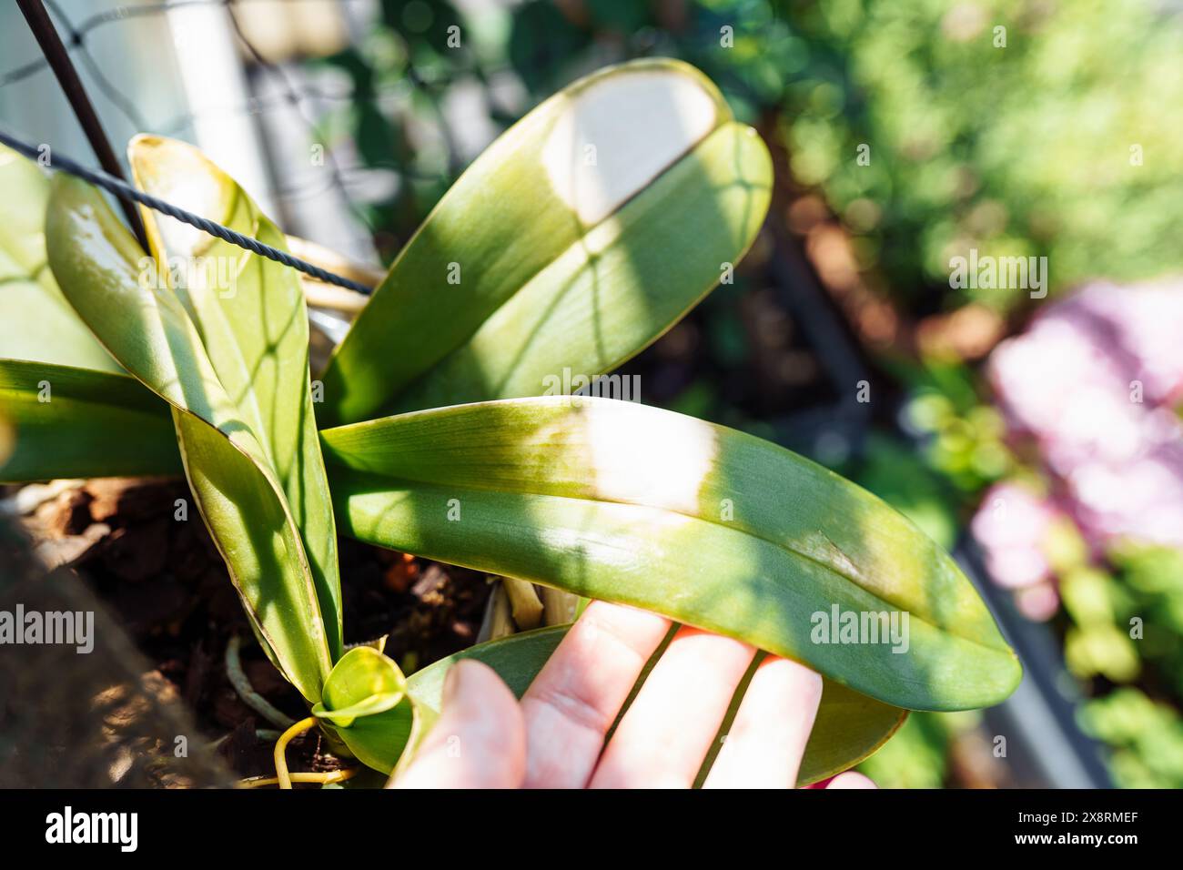 sunburn on orchid leaves Stock Photo - Alamy