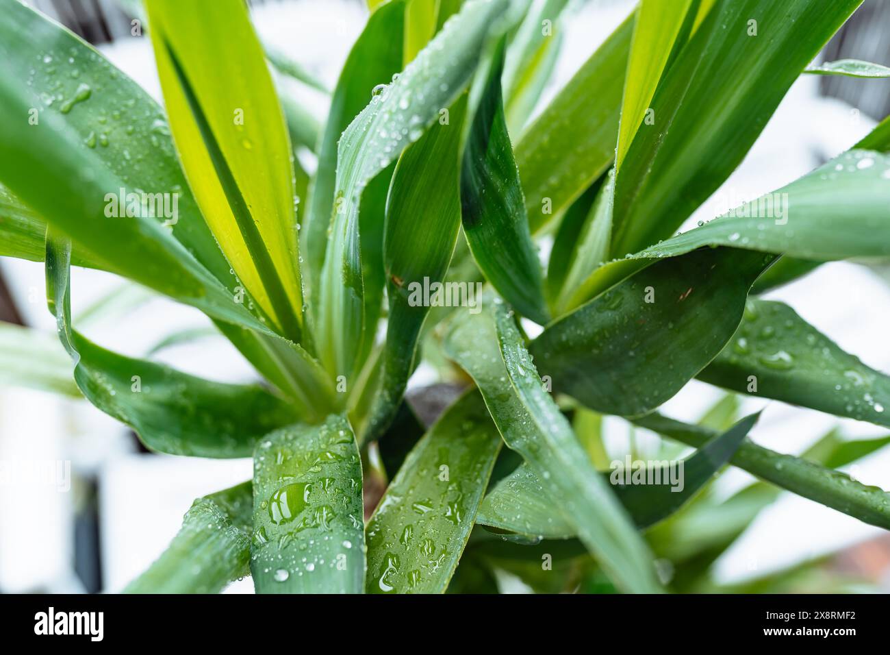 Rain falling on garden plants hi-res stock photography and images - Alamy