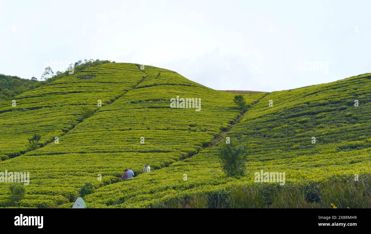 Scenic footage beautiful green tea hi-res stock photography and images ...