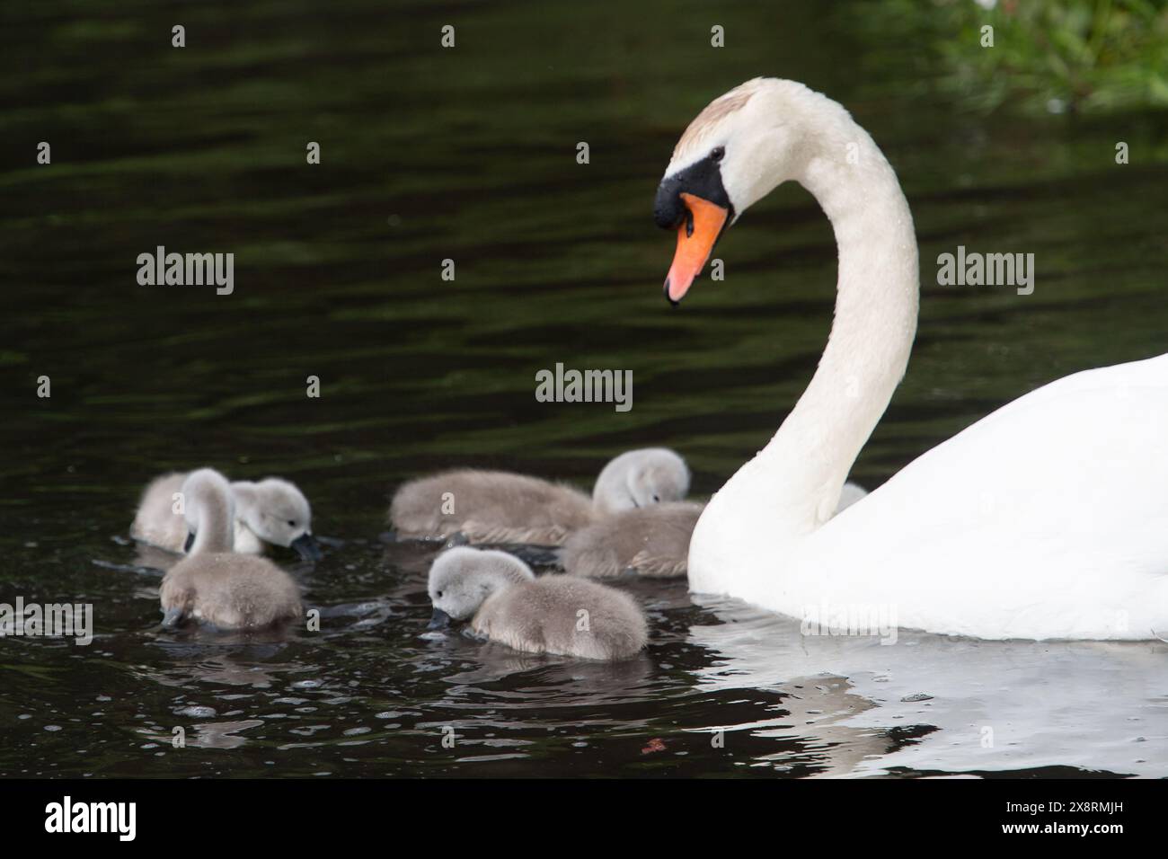 Buckinghamshire, UK. 27th May, 2024. A beautiful family of swans with ...