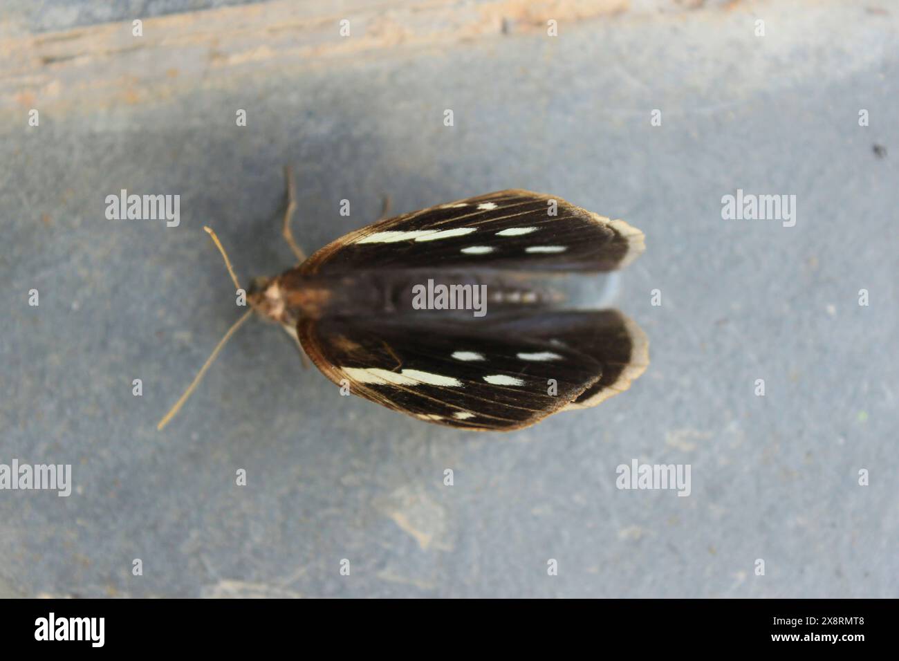 Neotropical butterfly of the species Dynastor darius, insect from the ...