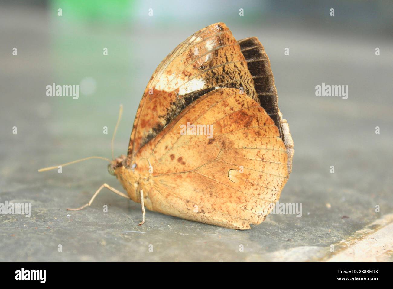Neotropical butterfly of the species Dynastor darius, insect from the ...