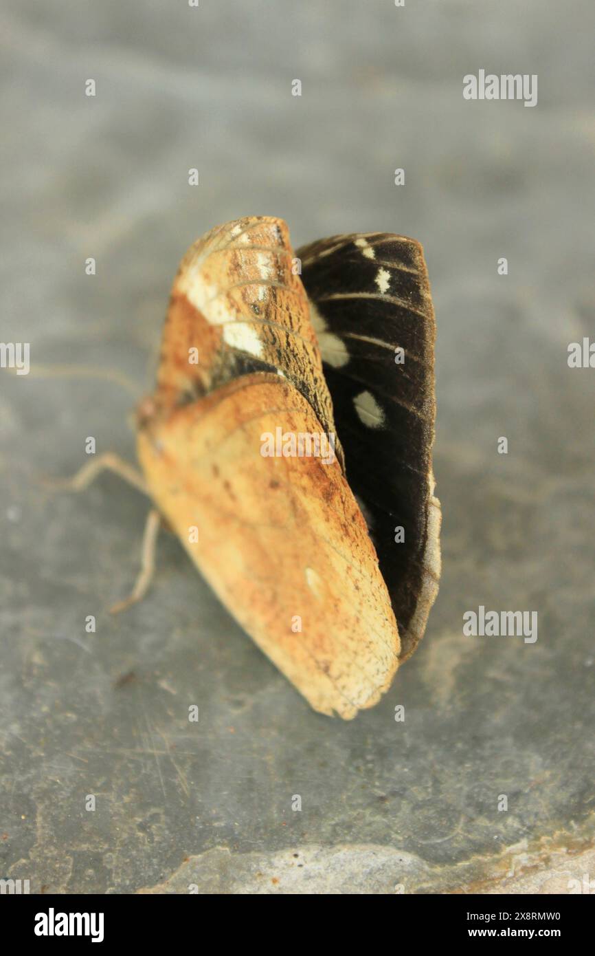 Butterfly of the species Dynastor darius, insect from the Brassolini ...