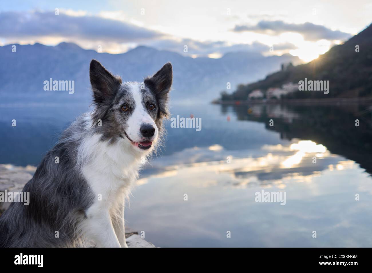 A Border Collie perches gracefully on a lakeside stone ledge, with a ...