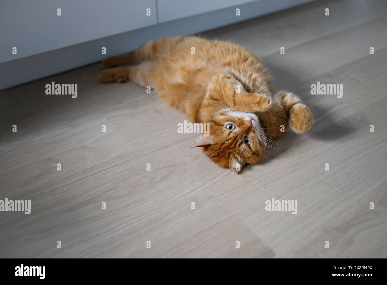 Sleeping ginger domestic cat hi-res stock photography and images - Alamy
