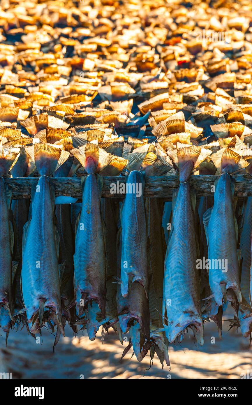 Rows of fish are hung on traditional drying racks in Lofoten, Norway ...