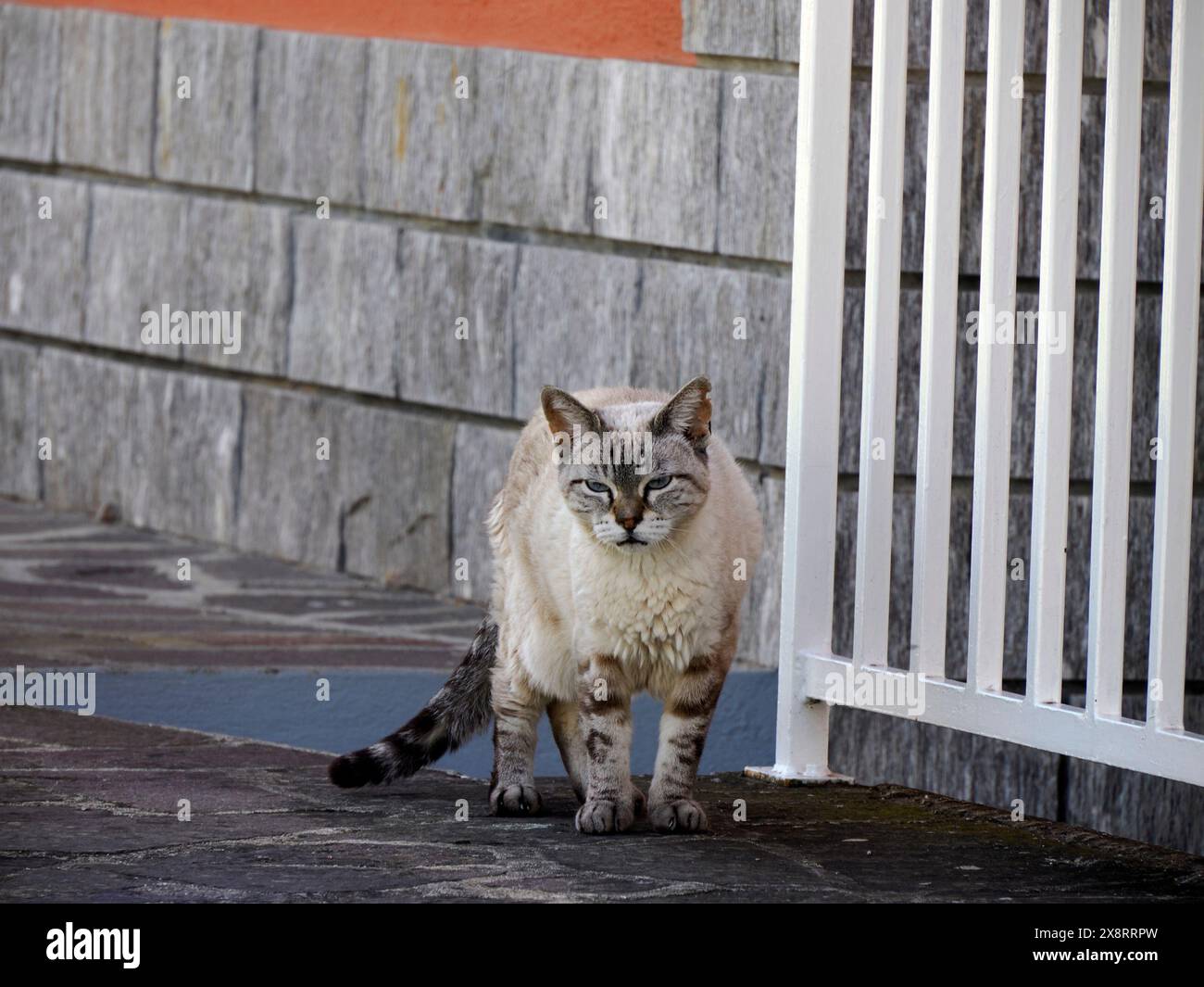 Grumpy house hi-res stock photography and images - Alamy