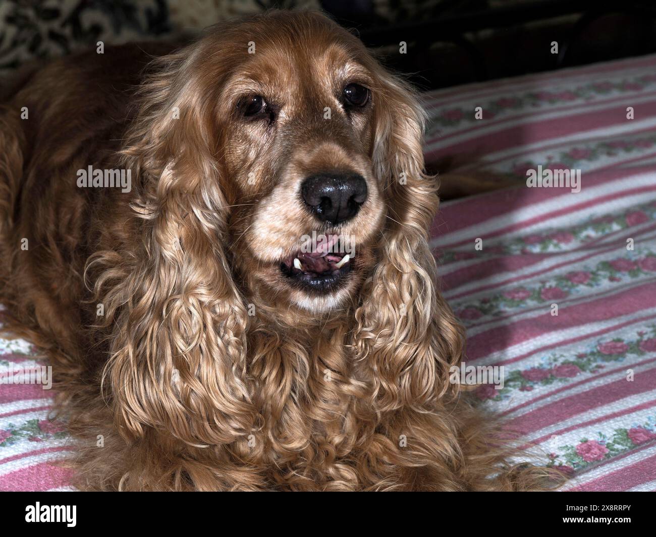 A cocker spaniel dog nose detail Stock Photo - Alamy