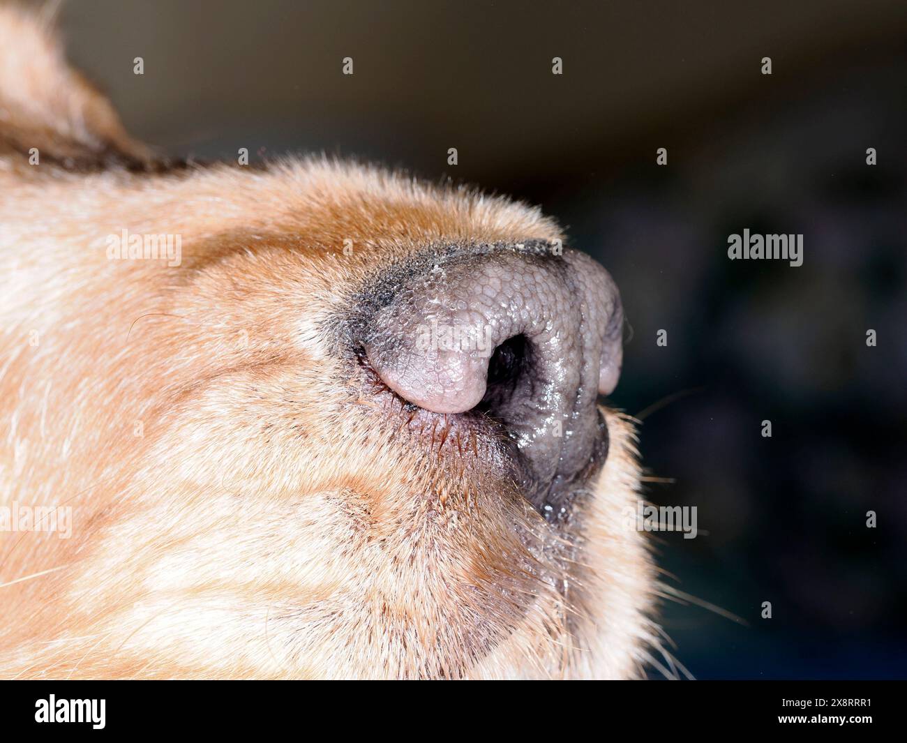 A cocker spaniel dog nose detail Stock Photo - Alamy