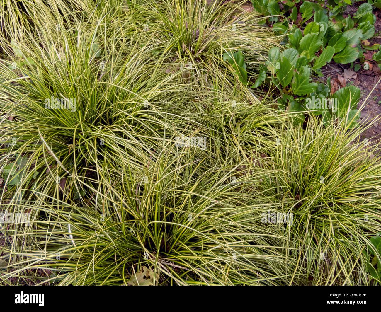 Carex oshimensis ornamental grass. Japanese sedge plants in the garden ...