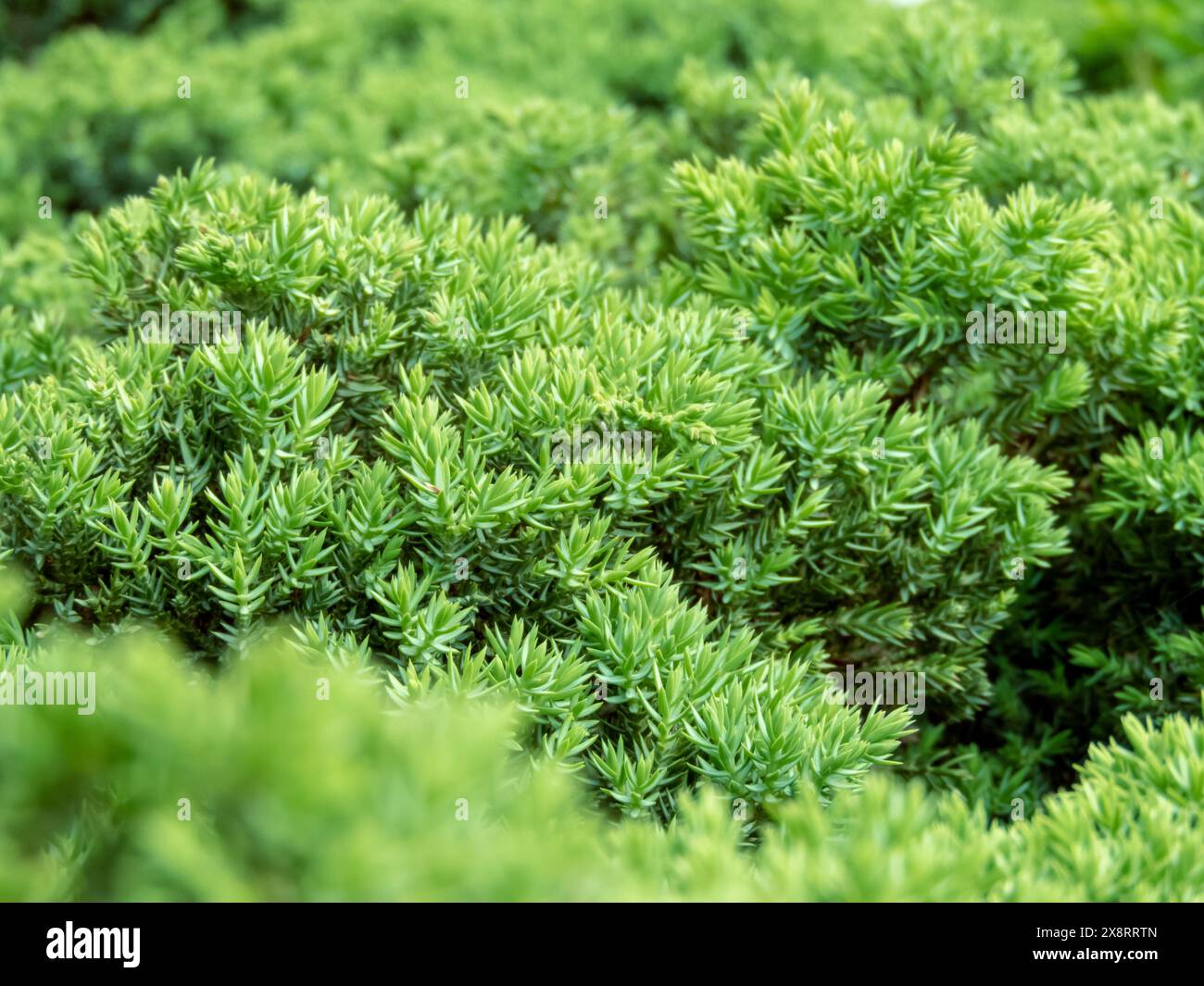 Juniperus procumbens slow-growing procumbent plant. Shrub in the ...