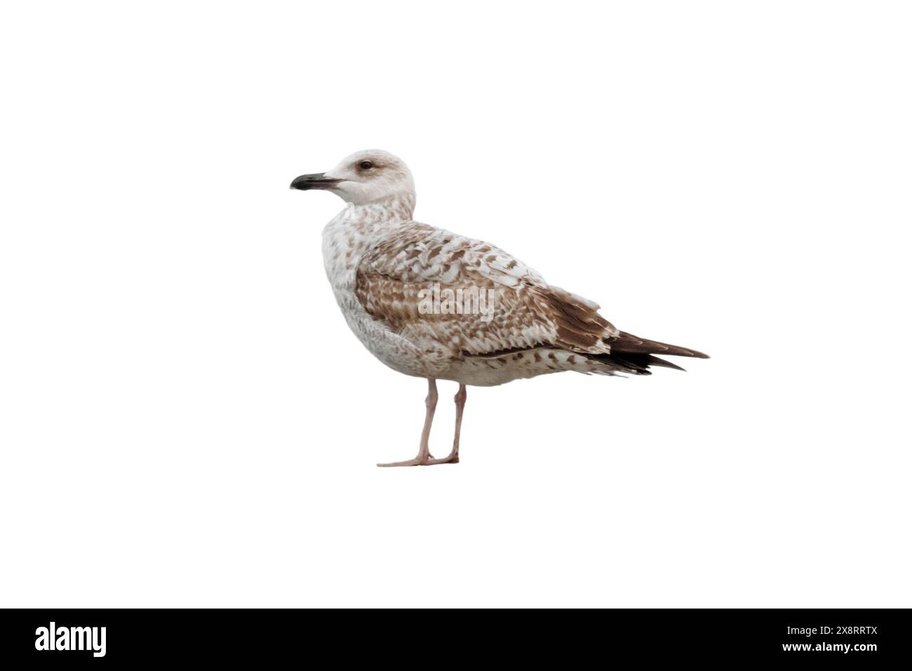 European herring gull bird with streaky brown juvenile plumage isolated ...