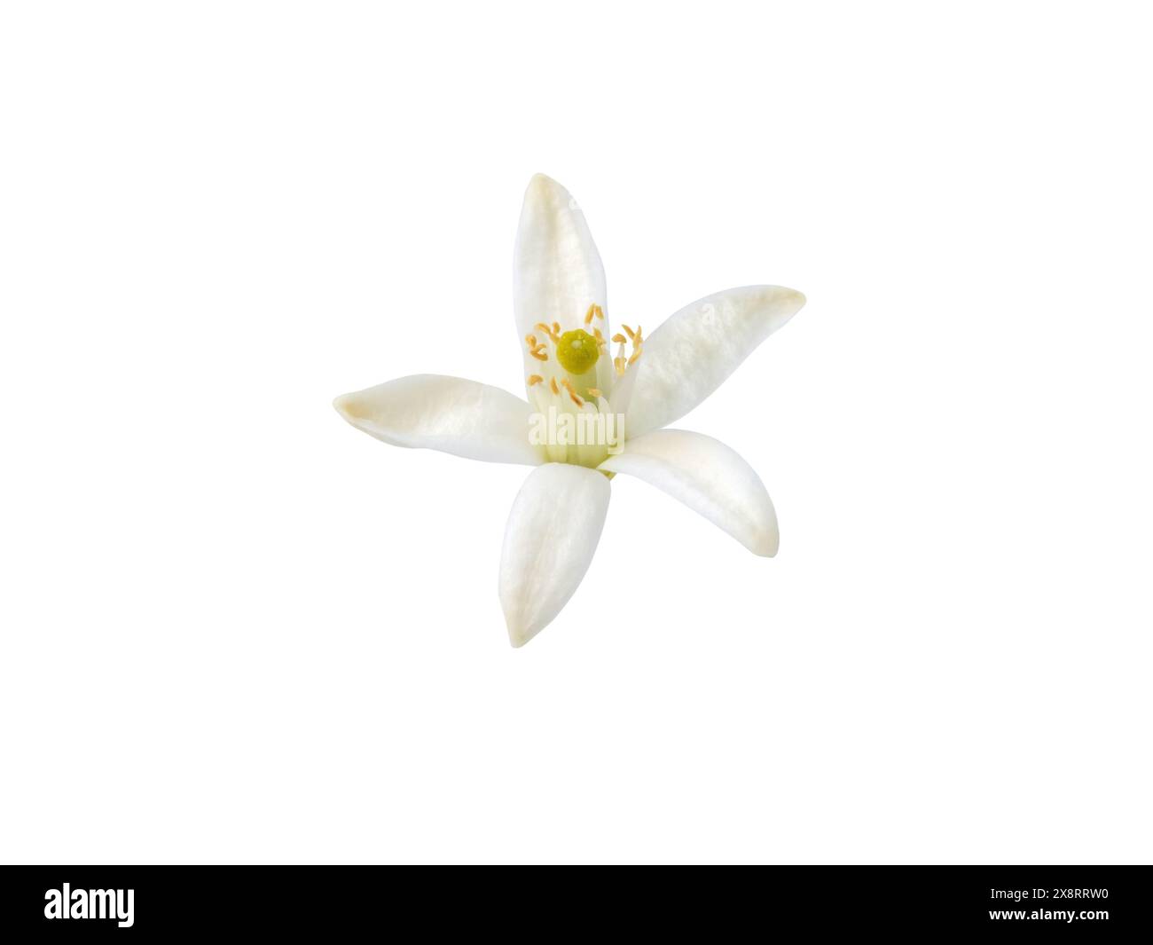 Orange tree flower isolated on white. White calamondin citrus blossom ...
