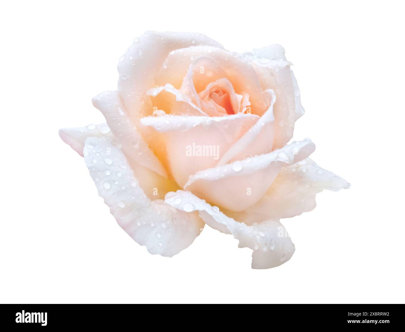 Orange pink rose flower with water drops isolated on white. Elegant ...