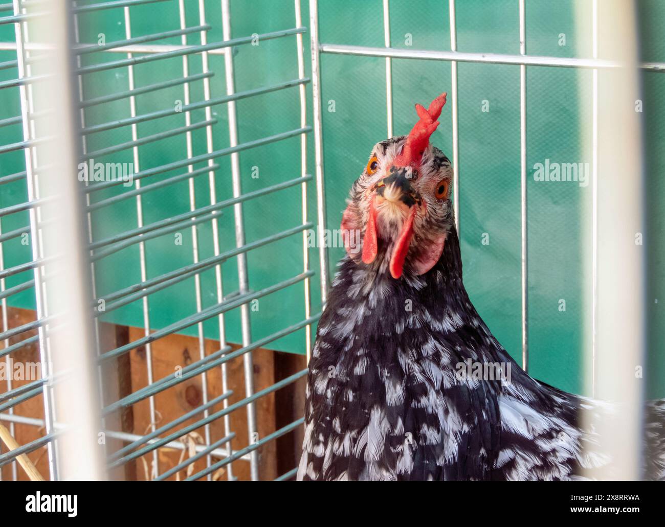 Motley hen in a cage made of metal rods.Female chicken head. Gallus ...