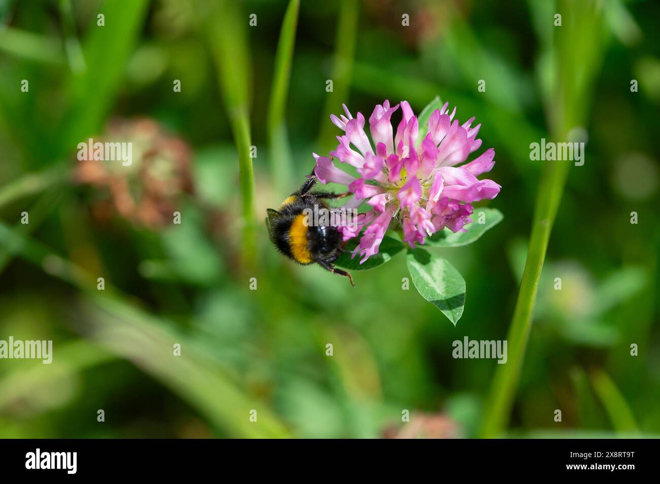 Pollinators of asia hi-res stock photography and images - Alamy