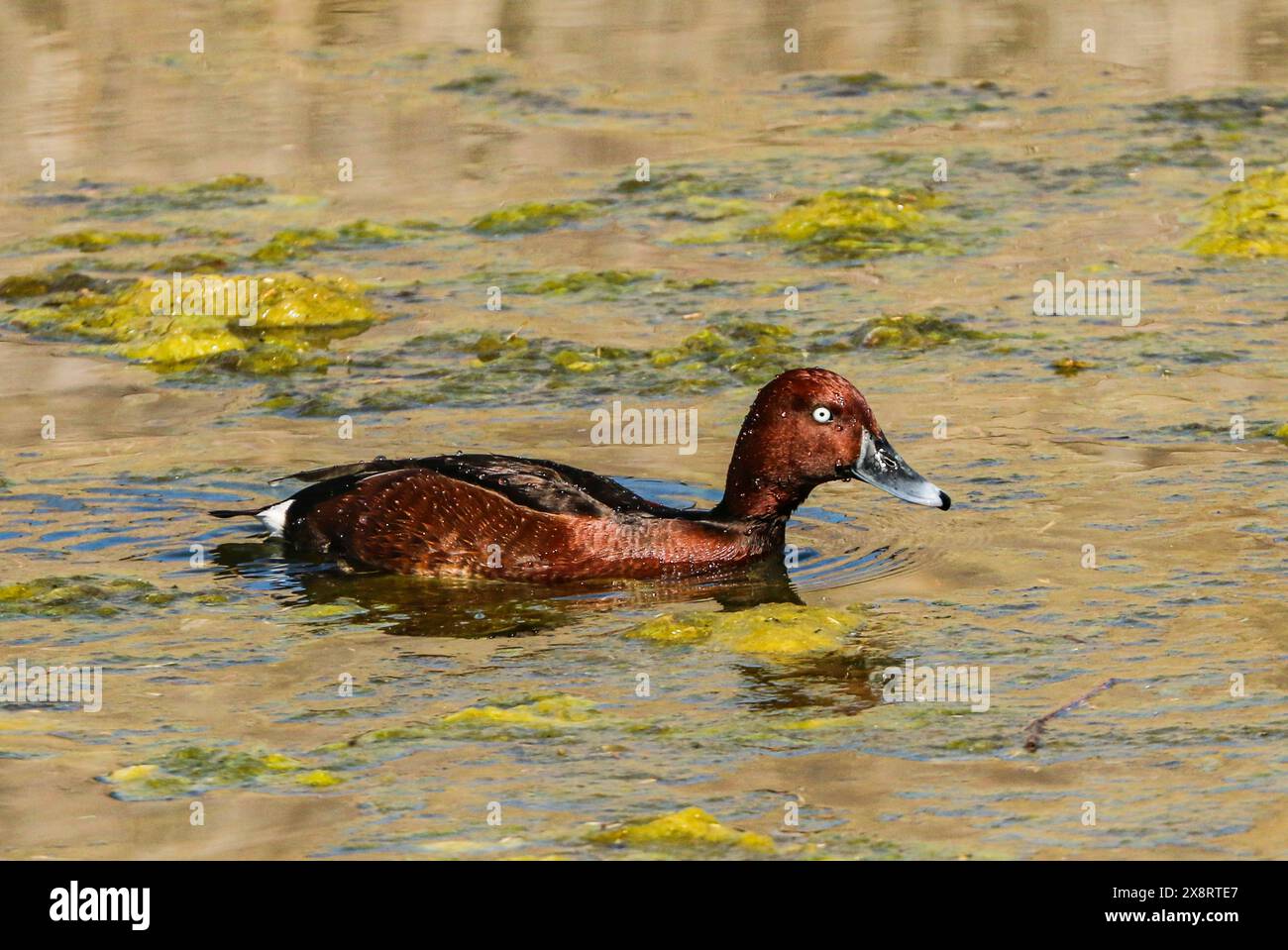 Ferruginous duck in a pond, Tablas de Daimiel National park, Spain ...