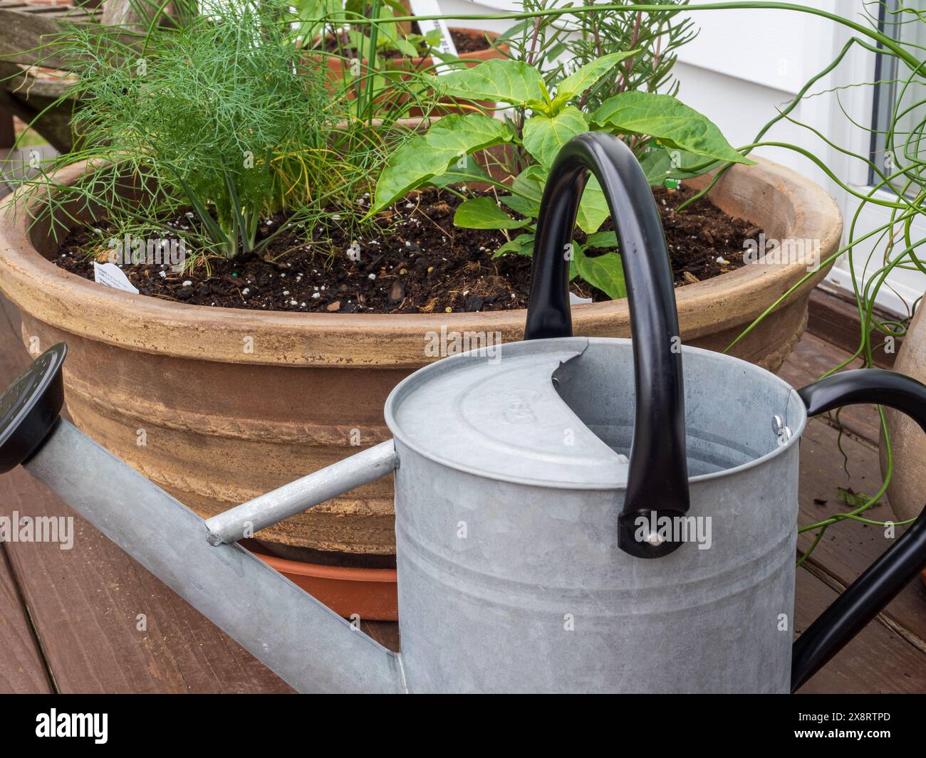 A rustic metal watering can and a terracotta bowl filled with vibrant ...