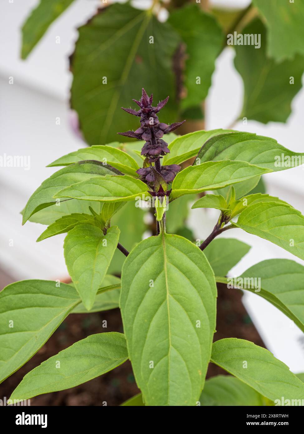 A closeup reveals the delicate purple flowers of a Thai basil plant ...