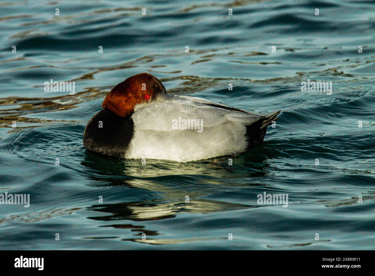 Common pochard resting on Geneva lake, Leman lake, Switzerland Stock ...