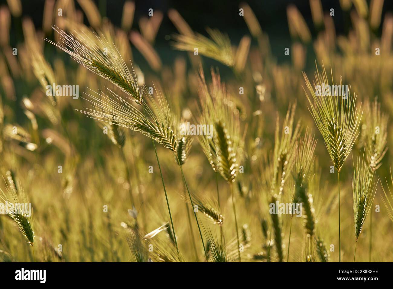 Wheat plant hi-res stock photography and images - Alamy