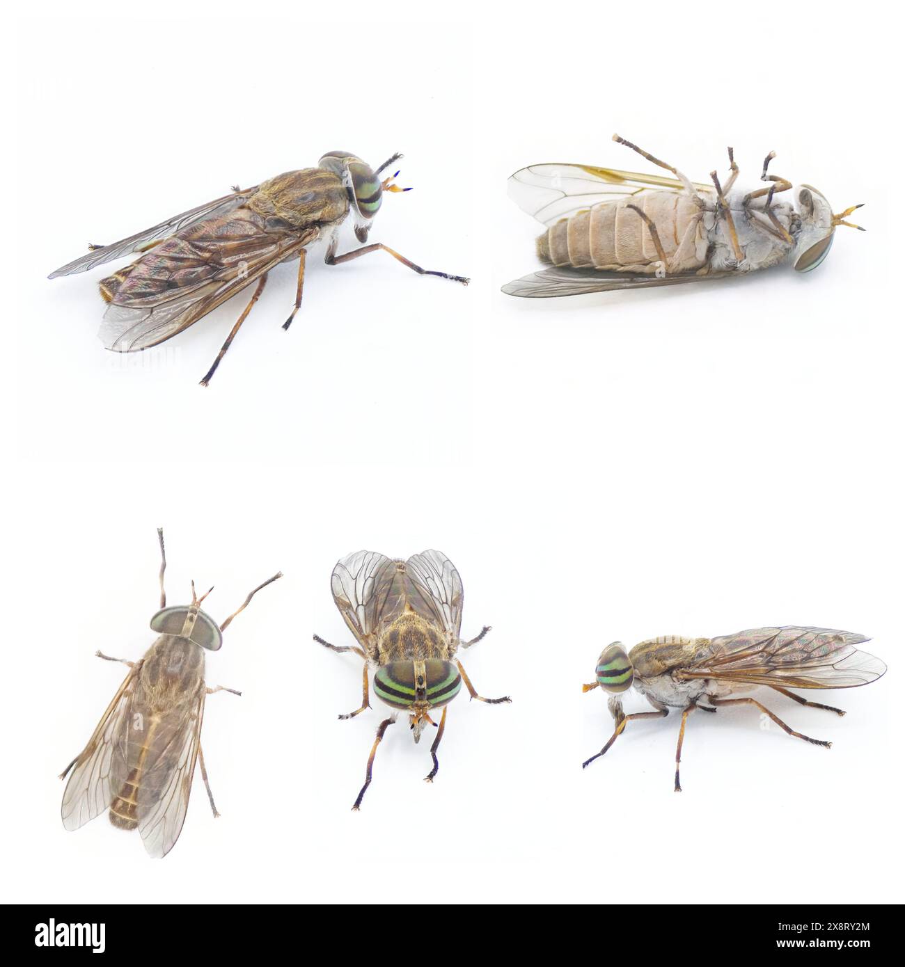 striped horse fly - Tabanus lineola - species of biting yellow horse ...