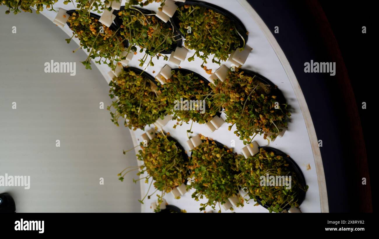 Indoor vertical farm of microgreens in a rotating ring. Media. Small ...