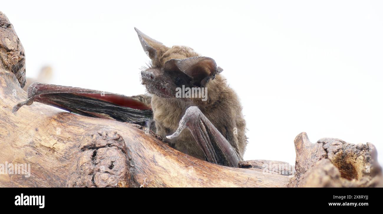 Tadarida brasiliensis - Mexican or Brazilian free tailed bat. Found ...