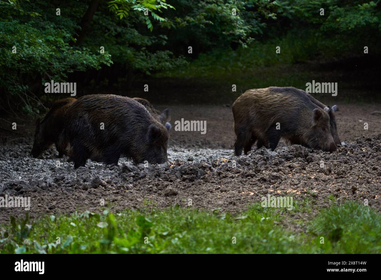 A herd of wild hogs (feral pigs) rooting in the forest for food Stock ...