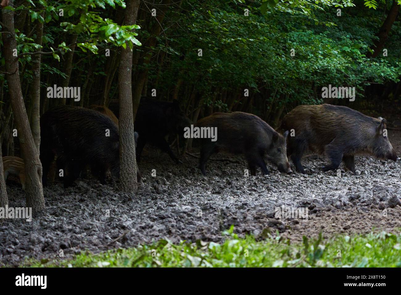 A herd of wild hogs (feral pigs) rooting in the forest for food Stock ...