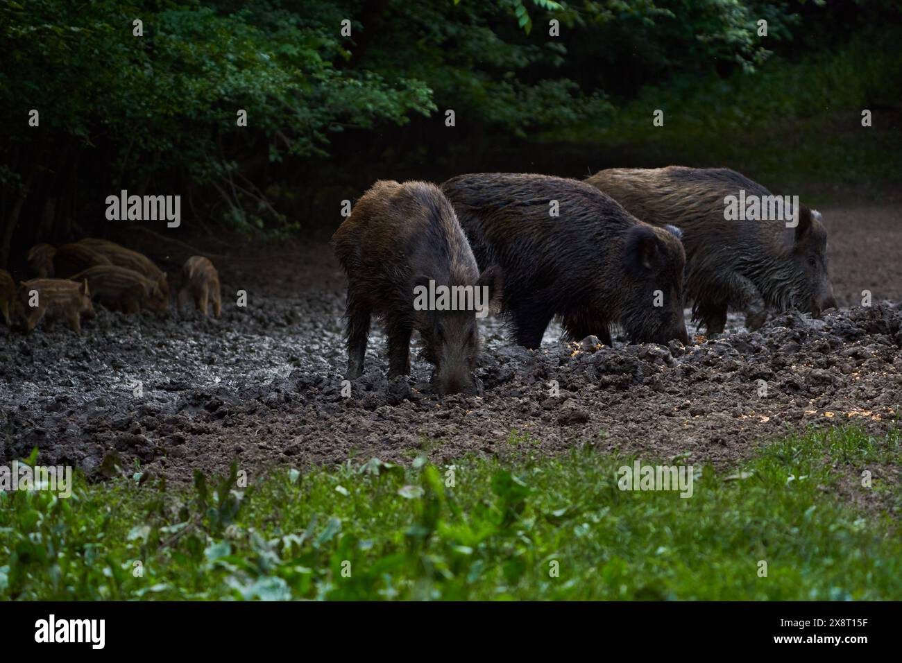 A herd of wild hogs (feral pigs) rooting in the forest for food Stock ...