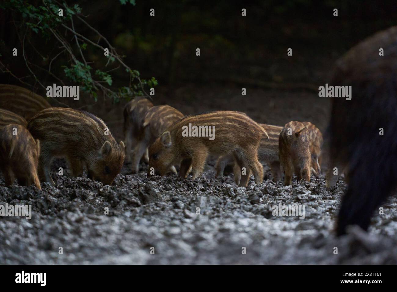 A herd of wild hogs (feral pigs) rooting in the forest for food Stock ...