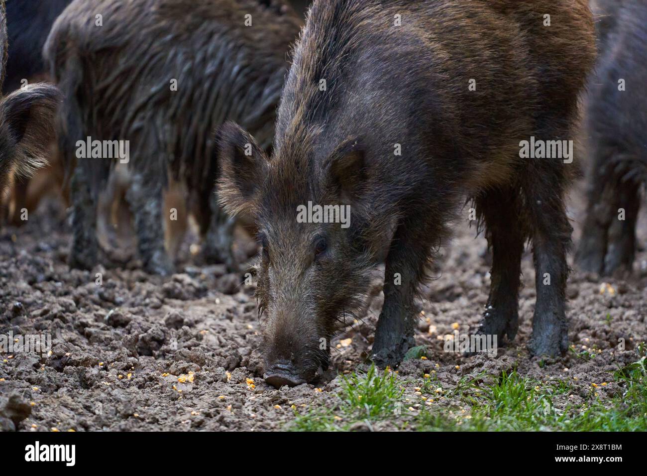 A herd of wild hogs (feral pigs) rooting in the forest for food Stock ...