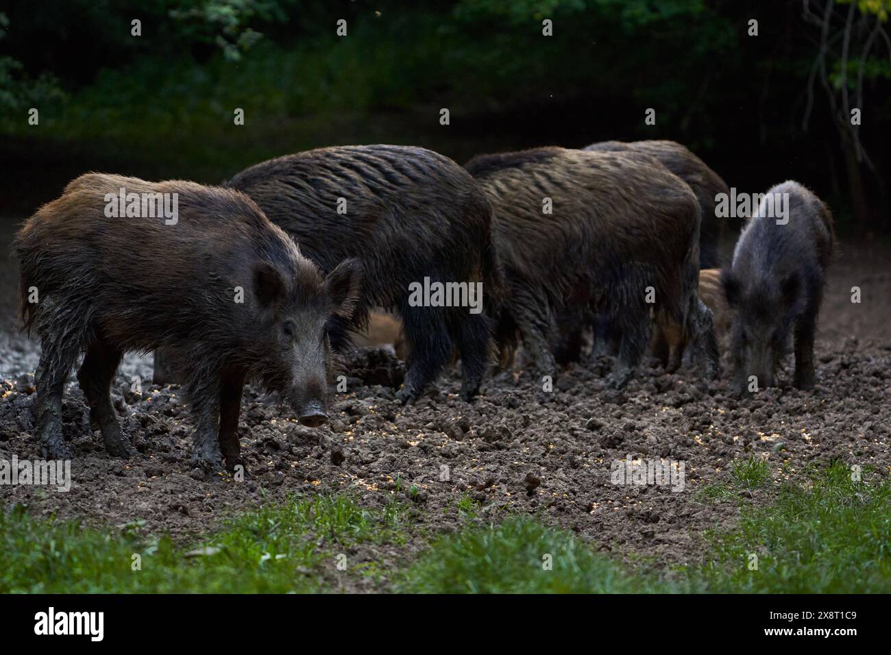 A herd of wild hogs (feral pigs) rooting in the forest for food Stock ...