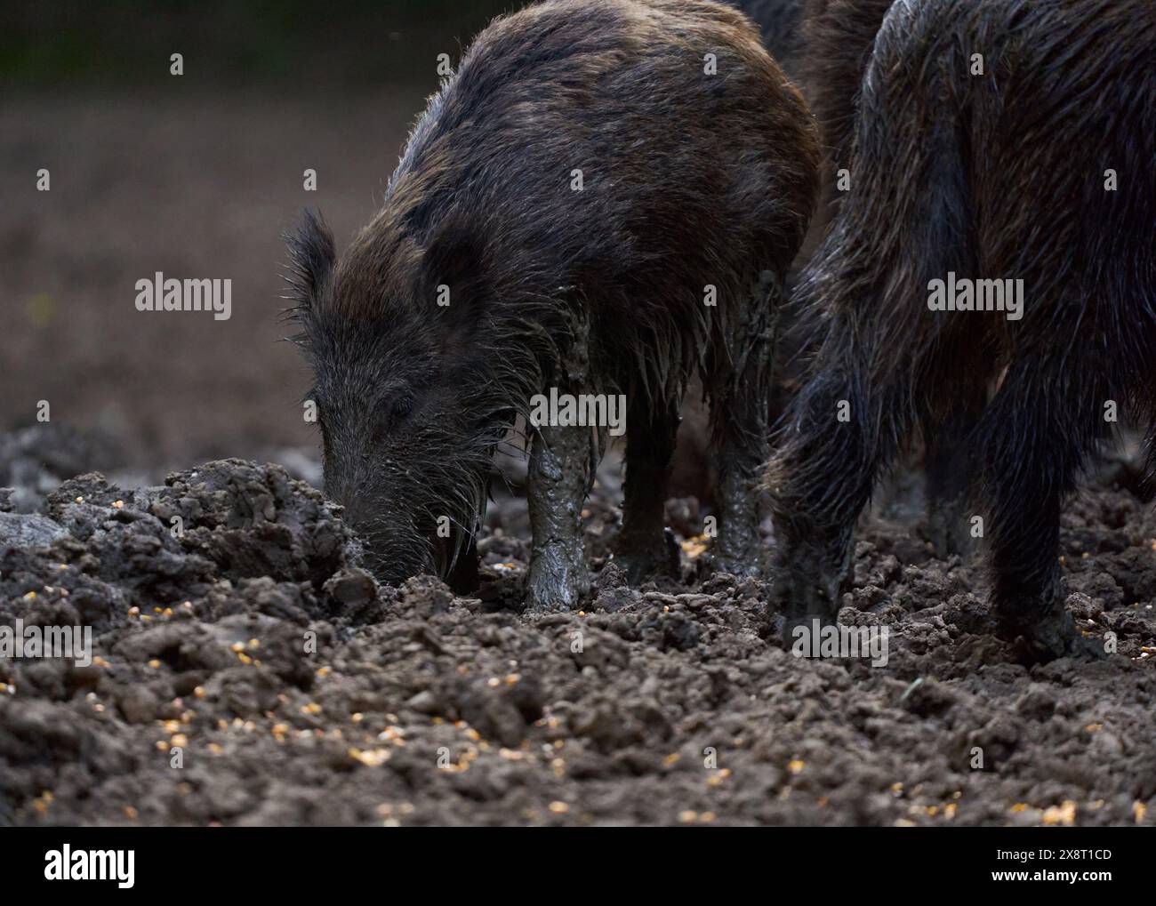 A herd of wild hogs (feral pigs) rooting in the forest for food Stock ...