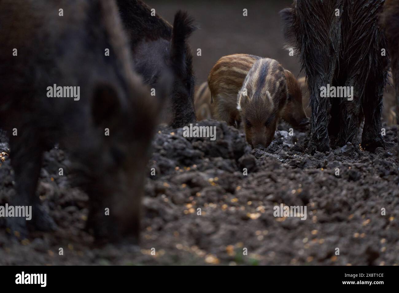 A herd of wild hogs (feral pigs) rooting in the forest for food Stock ...