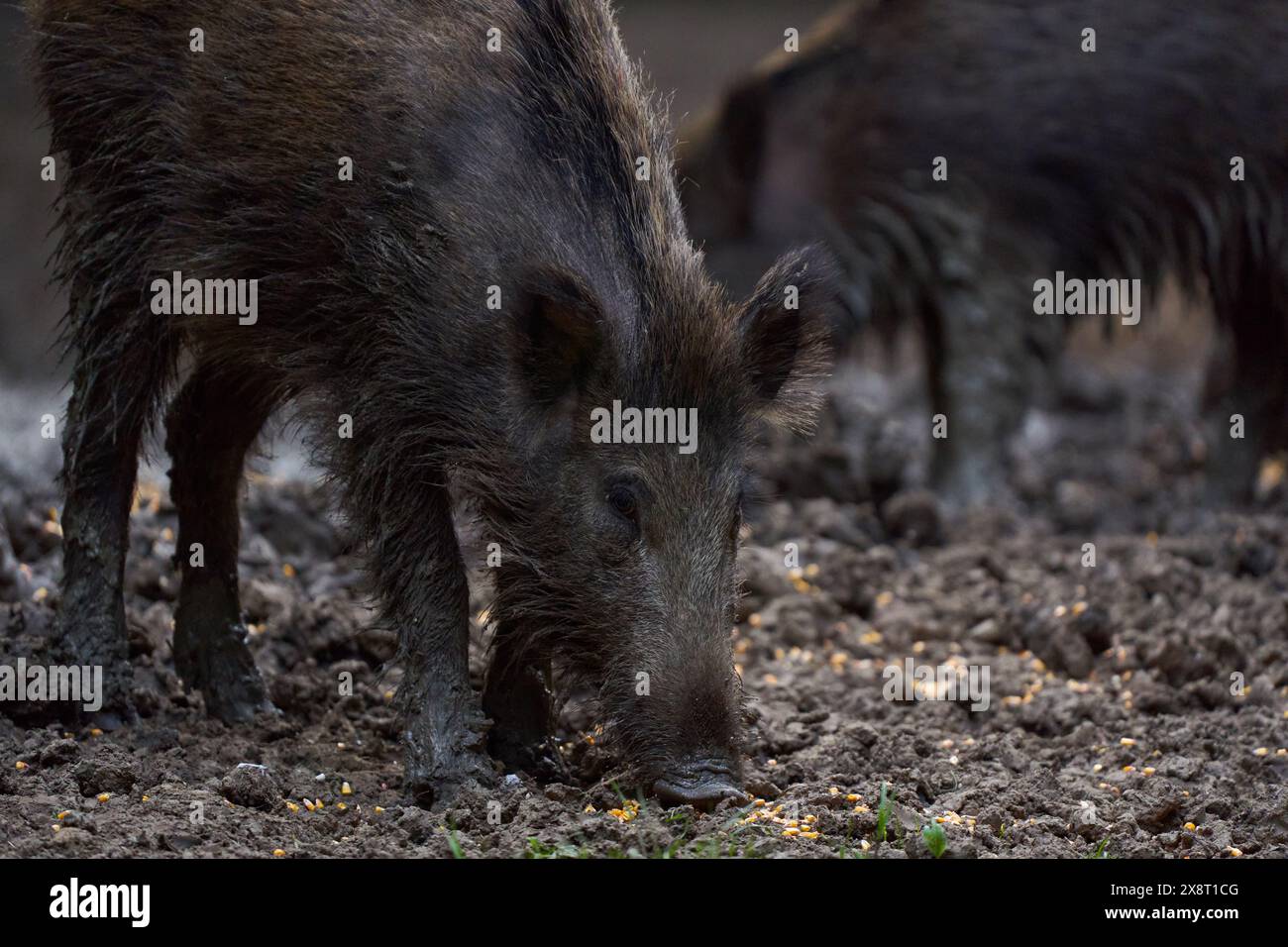 A herd of wild hogs (feral pigs) rooting in the forest for food Stock ...