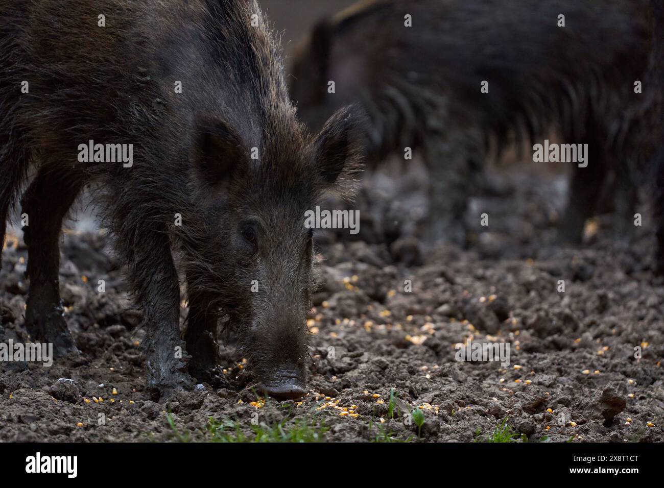 A herd of wild hogs (feral pigs) rooting in the forest for food Stock ...