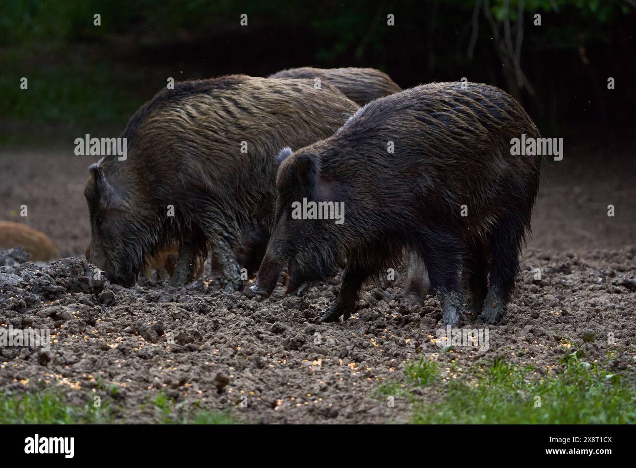 A herd of wild hogs (feral pigs) rooting in the forest for food Stock ...