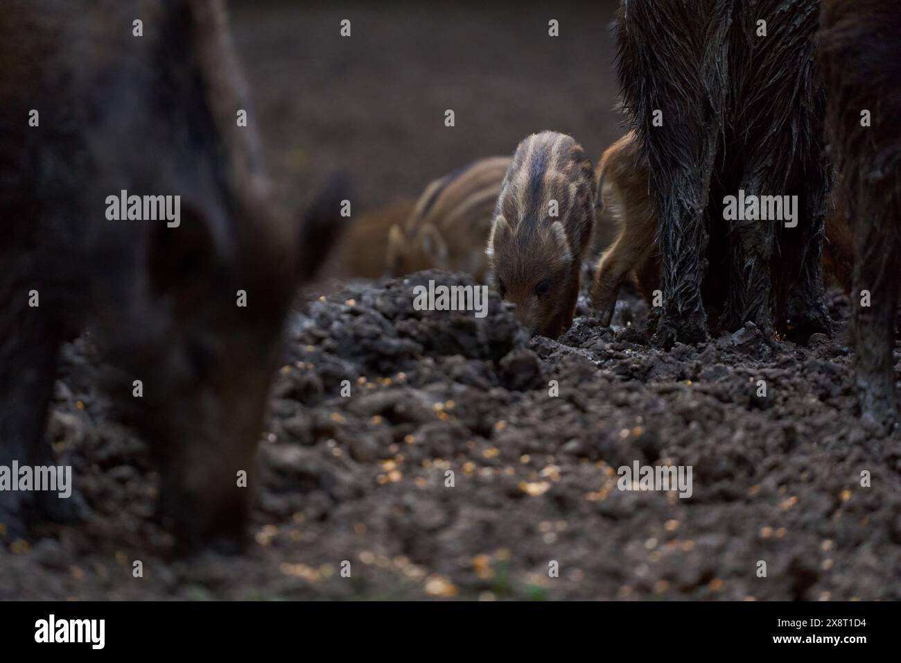 A herd of wild hogs (feral pigs) rooting in the forest for food Stock ...